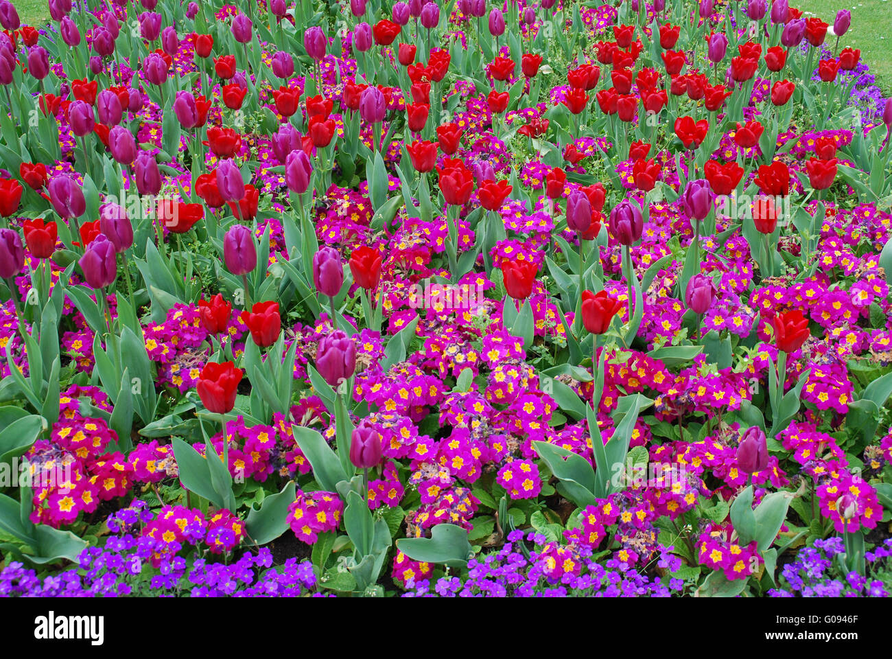 red and purple tulips Stock Photo - Alamy