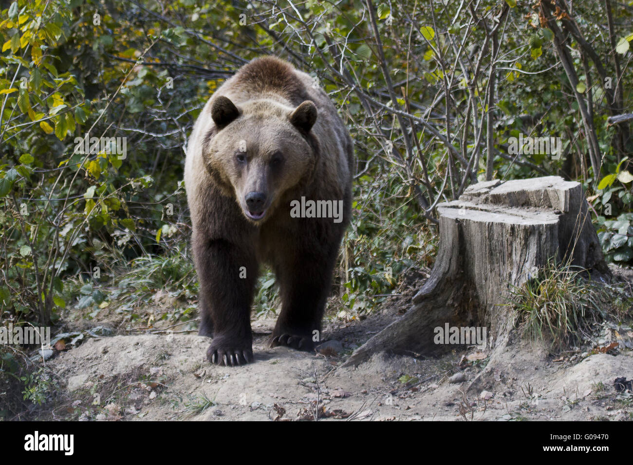 Brownbear hi-res stock photography and images - Alamy