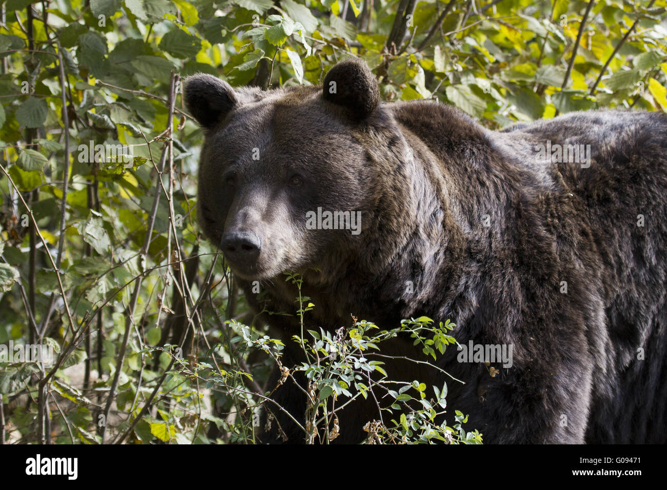 old brown bear Stock Photo - Alamy