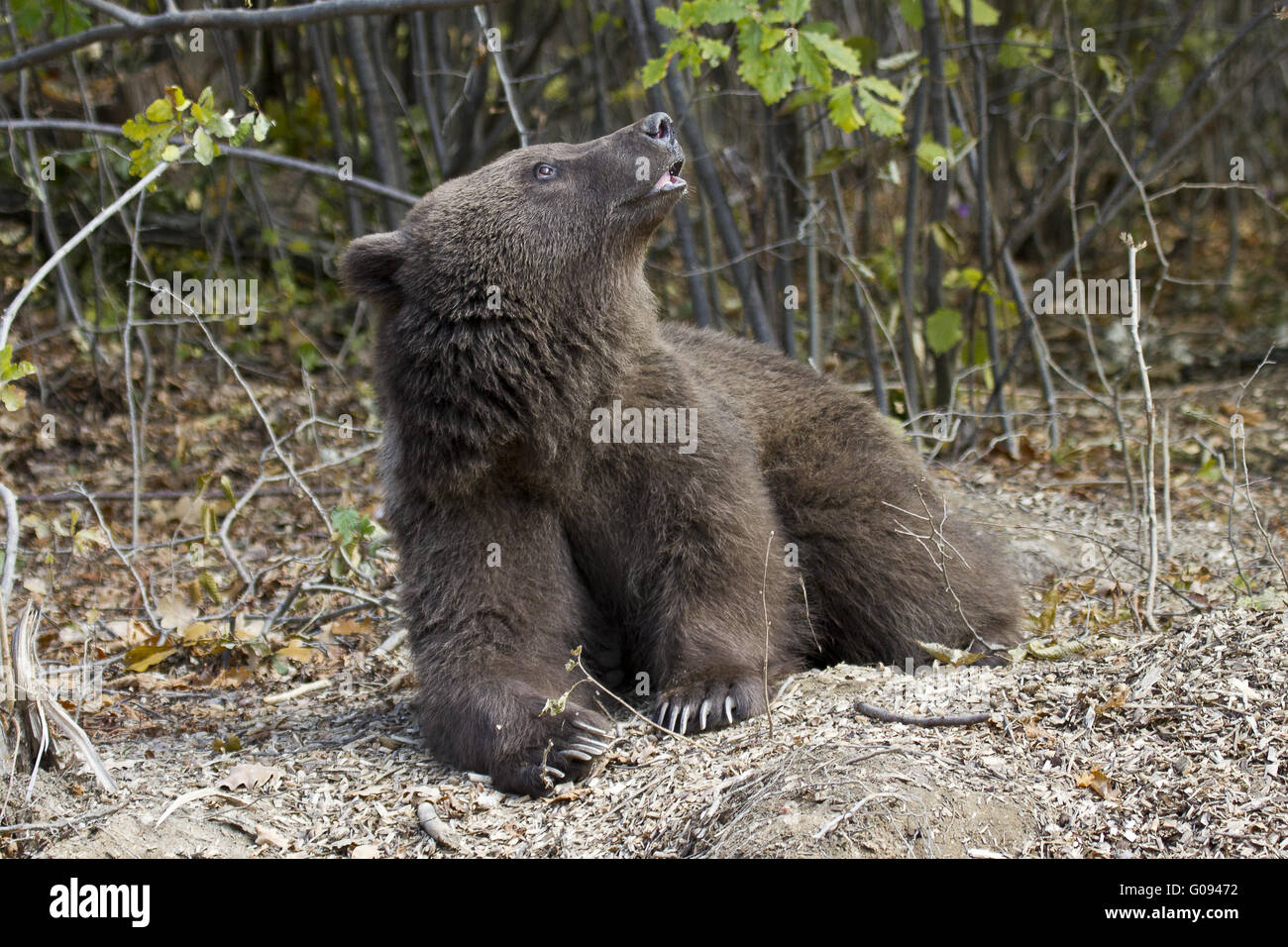 sniffing brown bear Stock Photo - Alamy