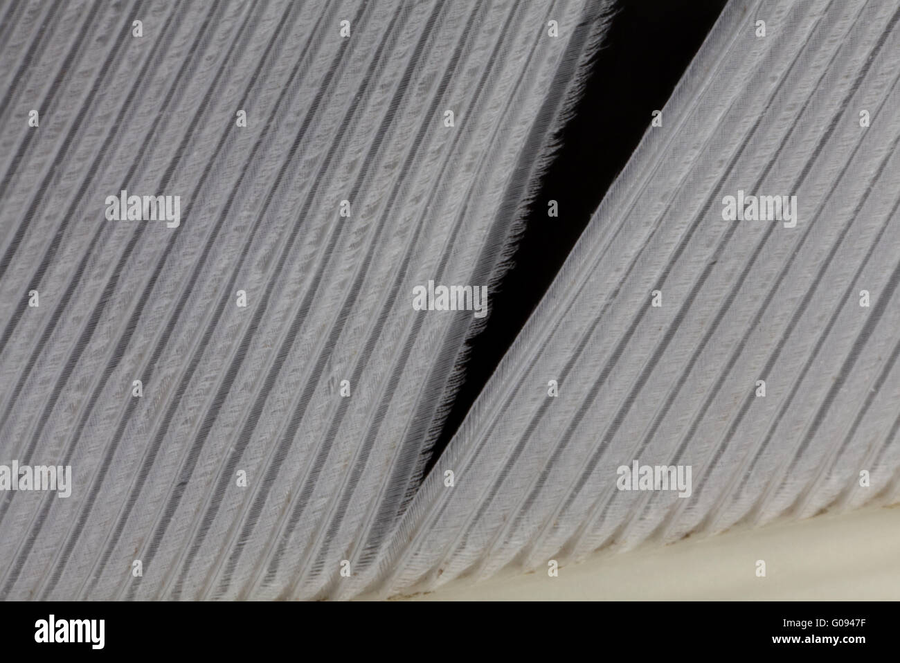 Gull Feather Stock Photos & Gull Feather Stock Images - Alamy