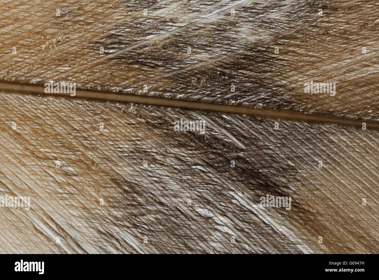 barn owl feather Stock Photo - Alamy