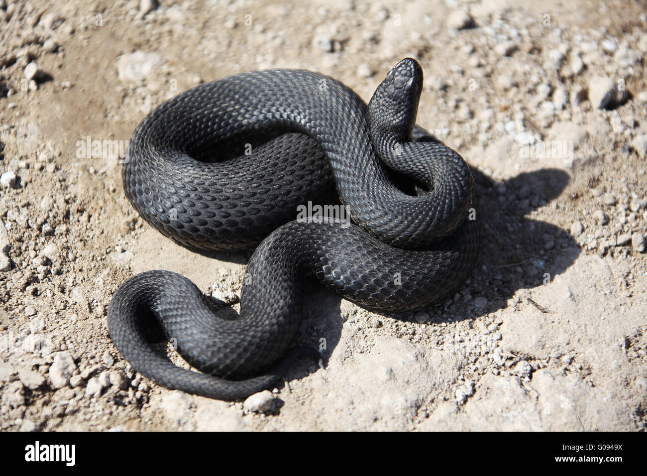 The long serpent hi-res stock photography and images - Alamy