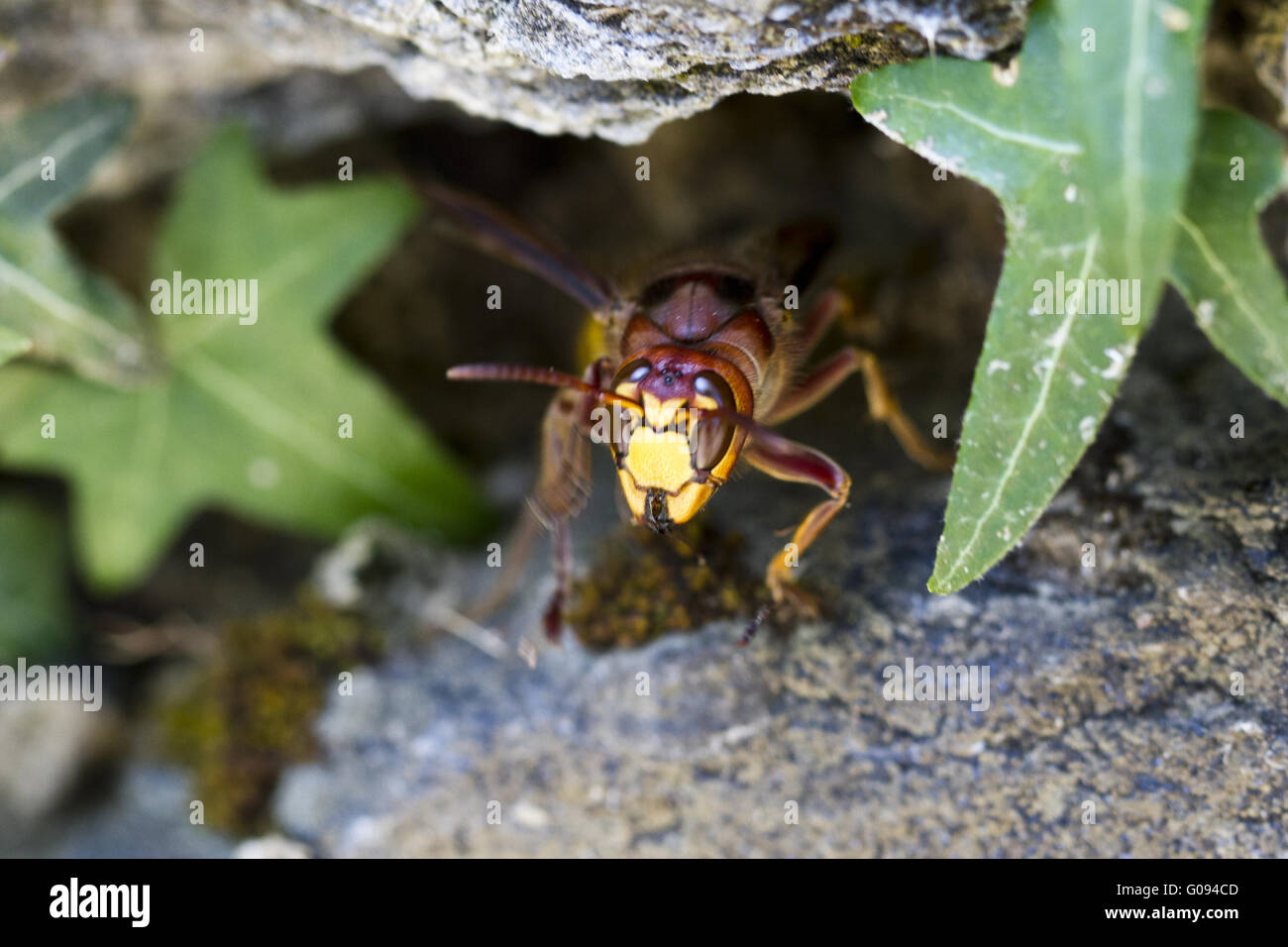 flying common hornet Stock Photo - Alamy