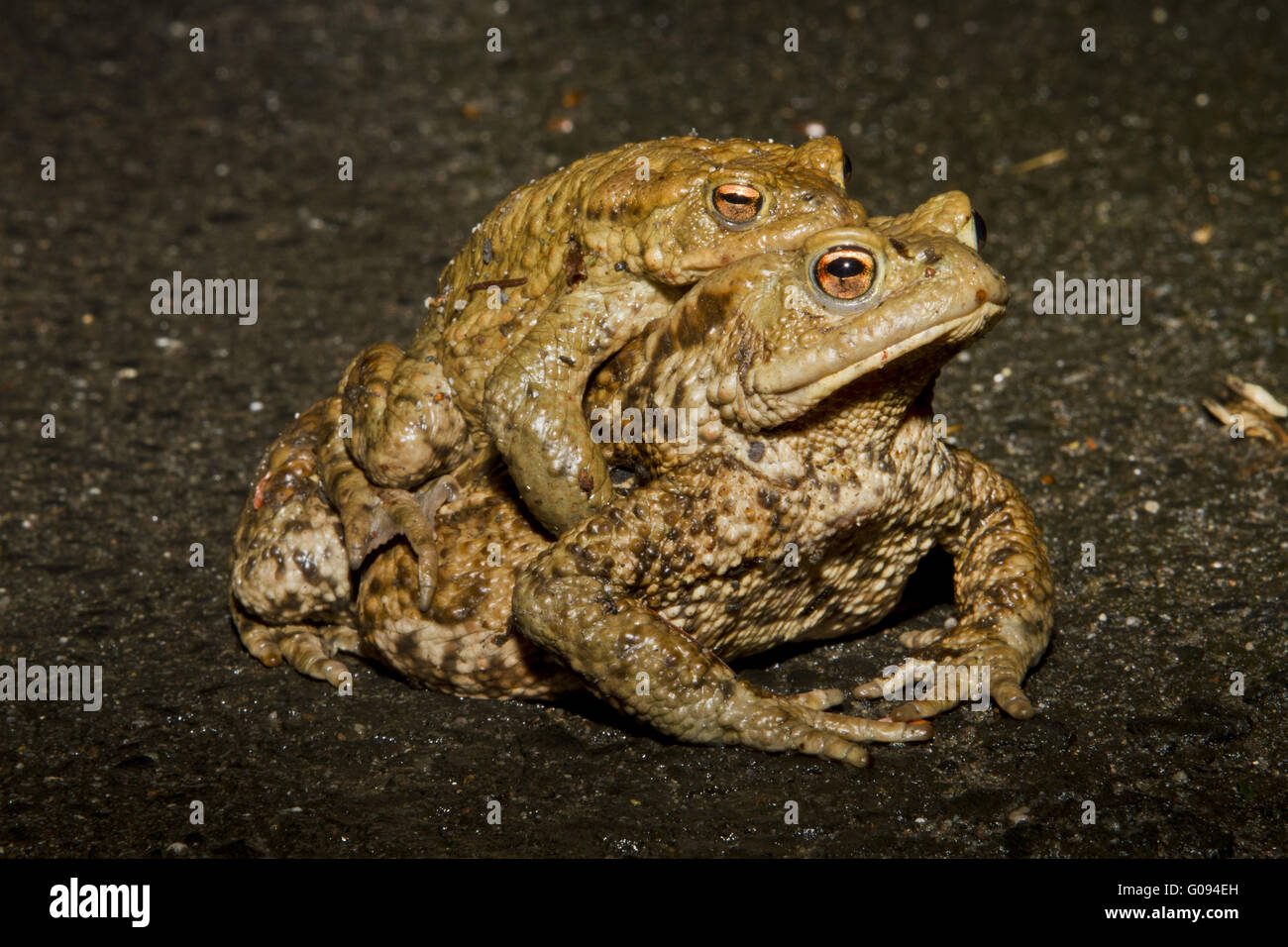 Mannchen doppeldecker hi-res stock photography and images - Alamy