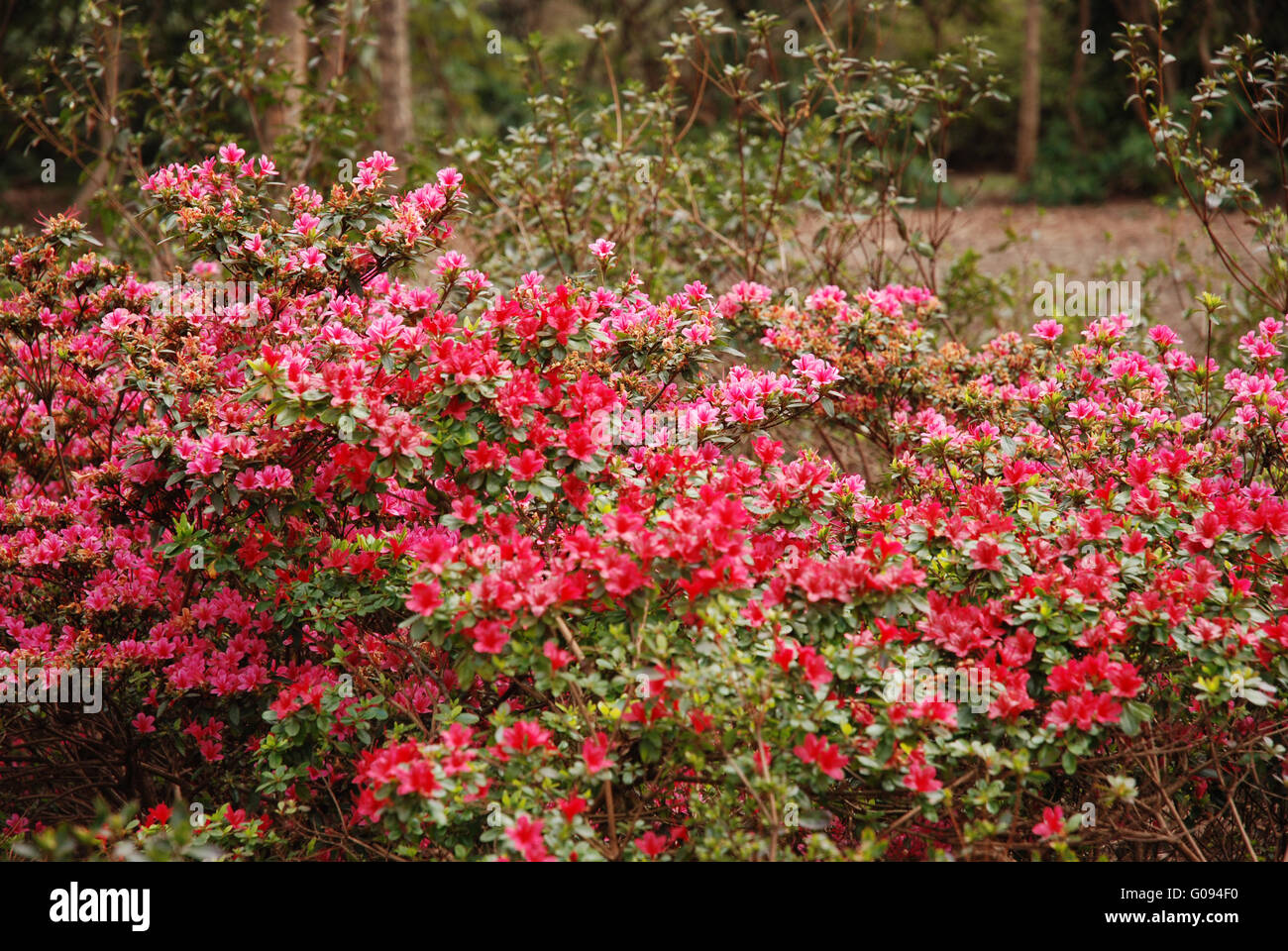 Crimson azaleas hi-res stock photography and images - Alamy