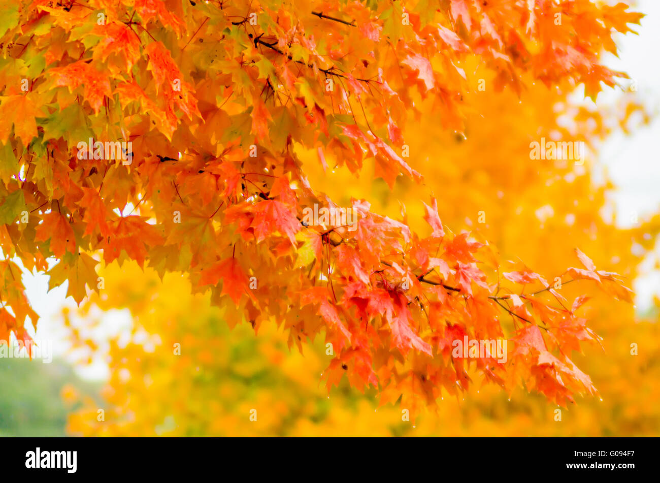 November plants hi-res stock photography and images - Alamy
