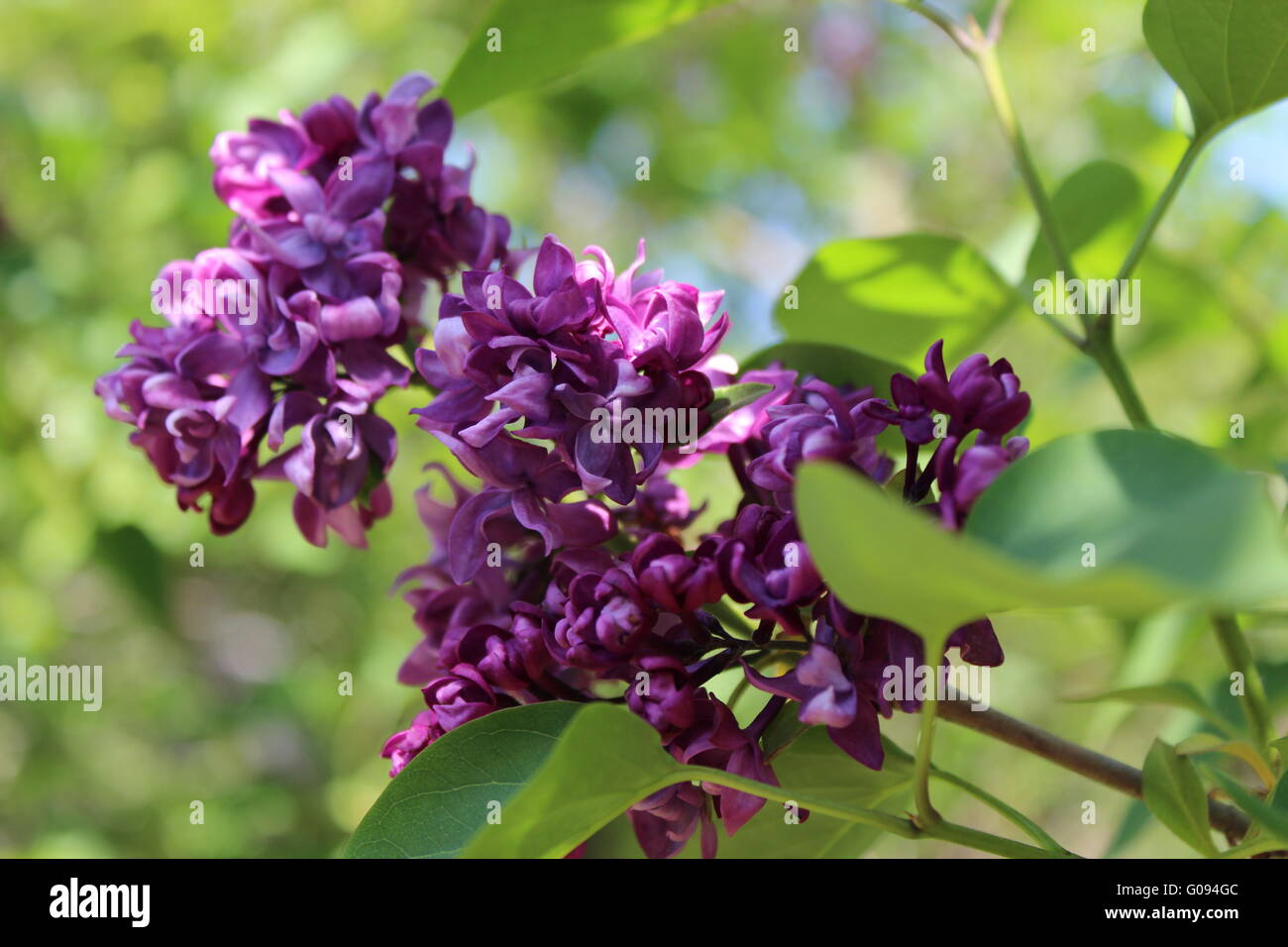 beautiful branch of lilac flower with leaves Stock Photo - Alamy