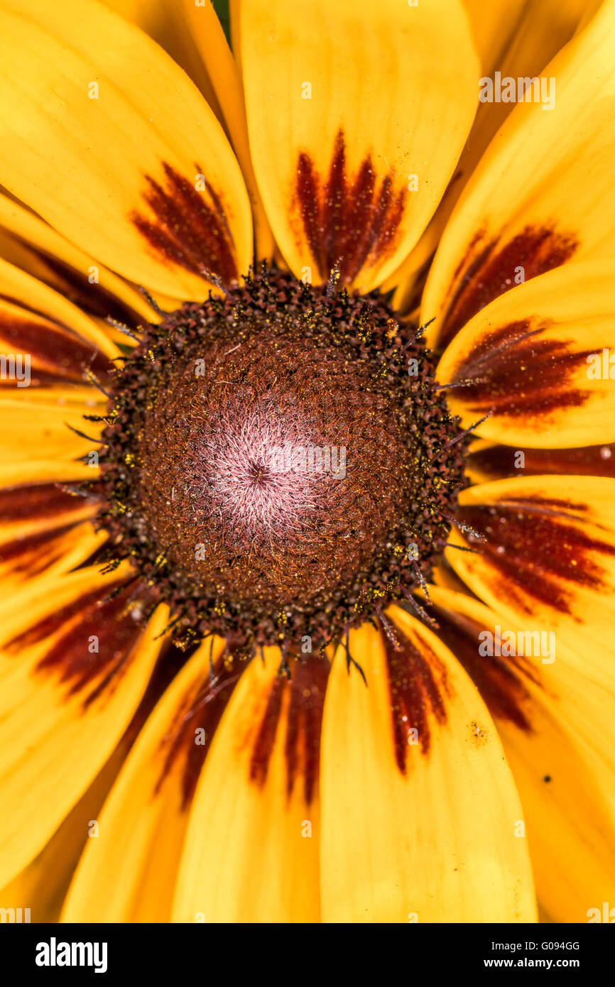 Detailed closeup photo of sunflower in garden Stock Photo - Alamy