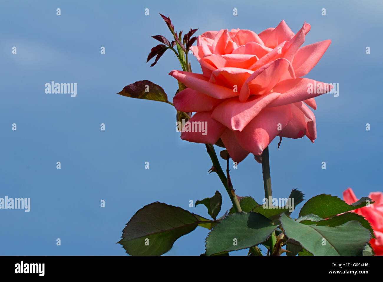 Floriculture rose hi-res stock photography and images - Alamy