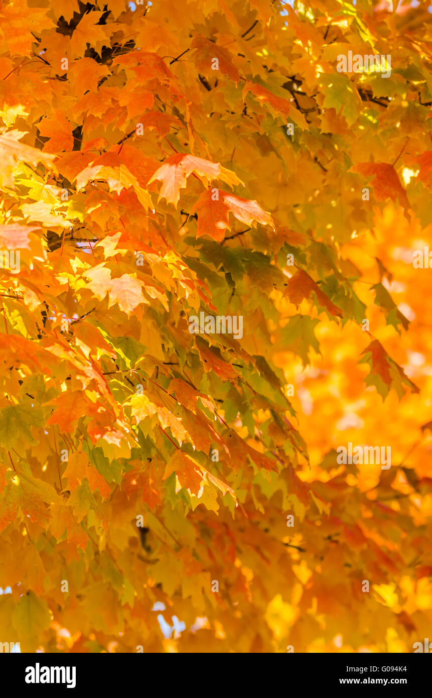 November trees hi-res stock photography and images - Alamy