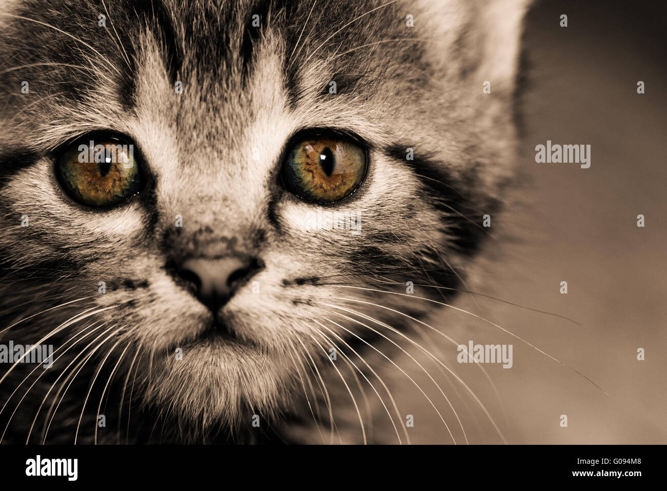 Close-up portrait of tabby house cat - sepia tone Stock Photo - Alamy