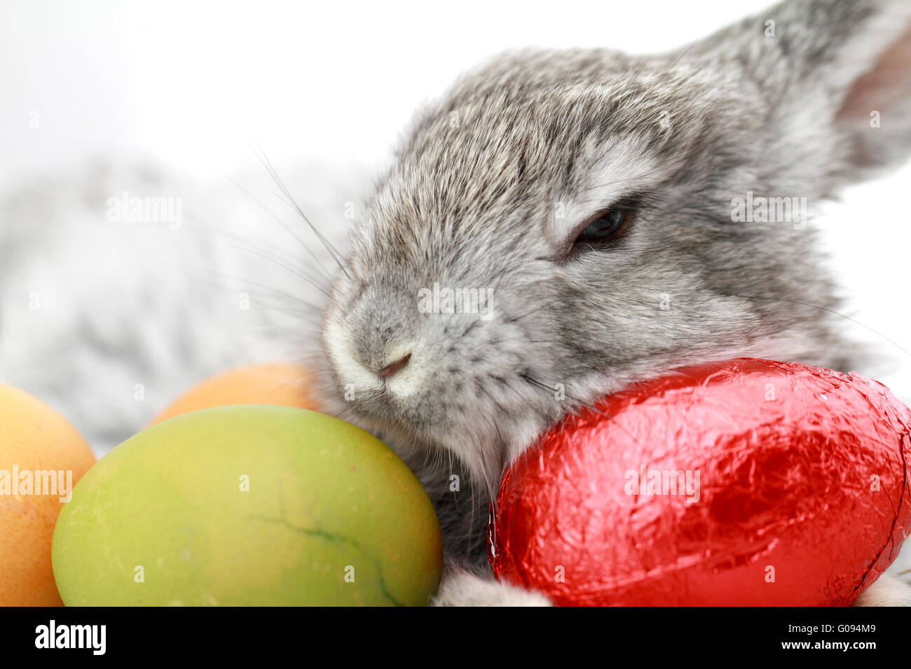 Cute gray rabbit with Easter eggs isolated on white Stock Photo - Alamy