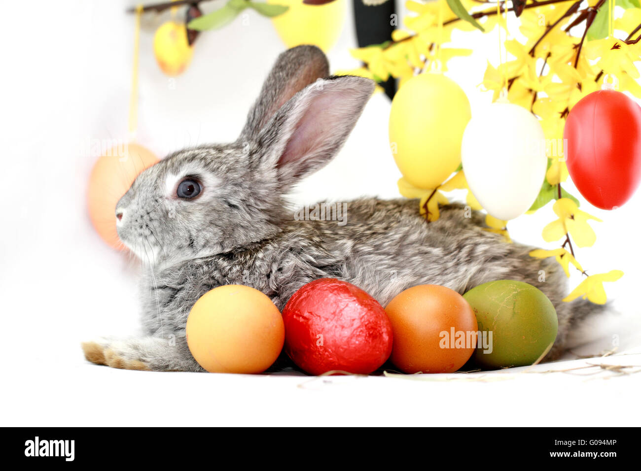 Cute gray rabbit with Easter eggs isolated on white Stock Photo - Alamy