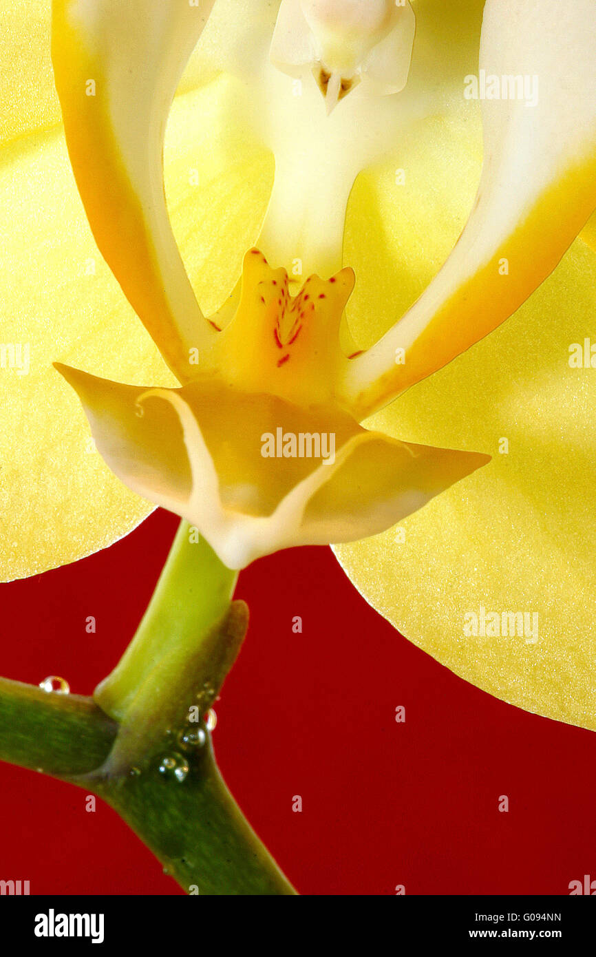 Orchid tree stamen hi-res stock photography and images - Alamy