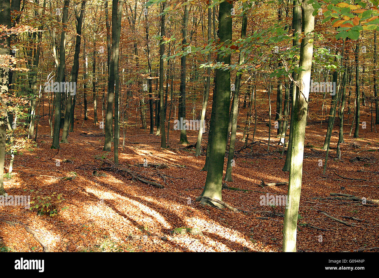 Little forest hi-res stock photography and images - Alamy