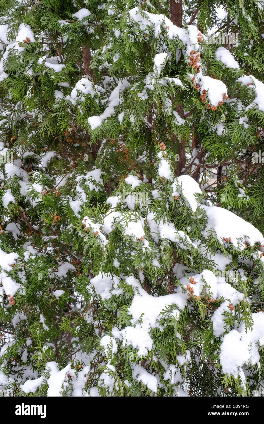 Snow fall on pine tree Stock Photo - Alamy