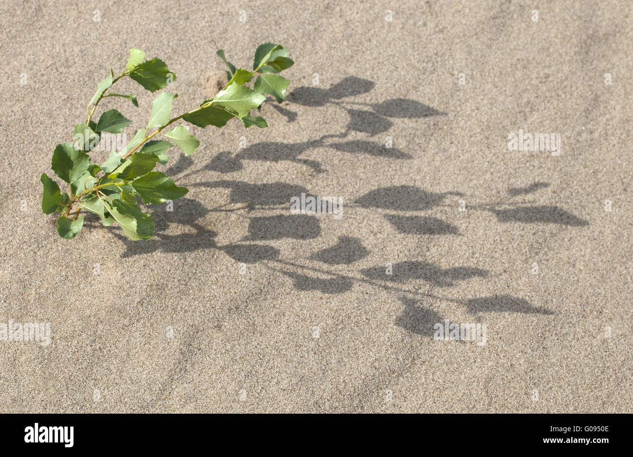 Plant growing in the sand hi-res stock photography and images - Alamy
