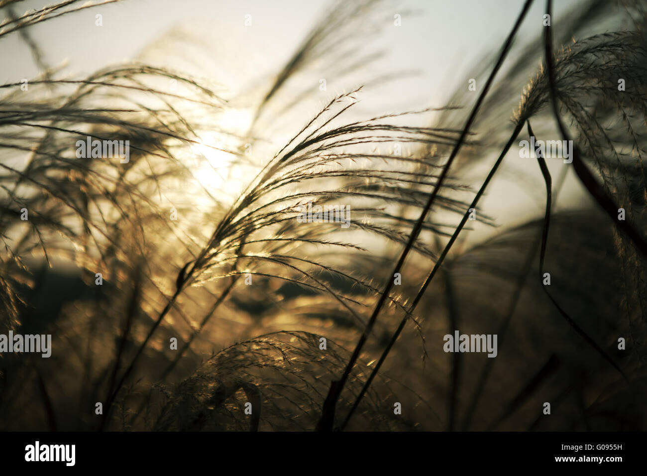 Reed weeds hi-res stock photography and images - Alamy