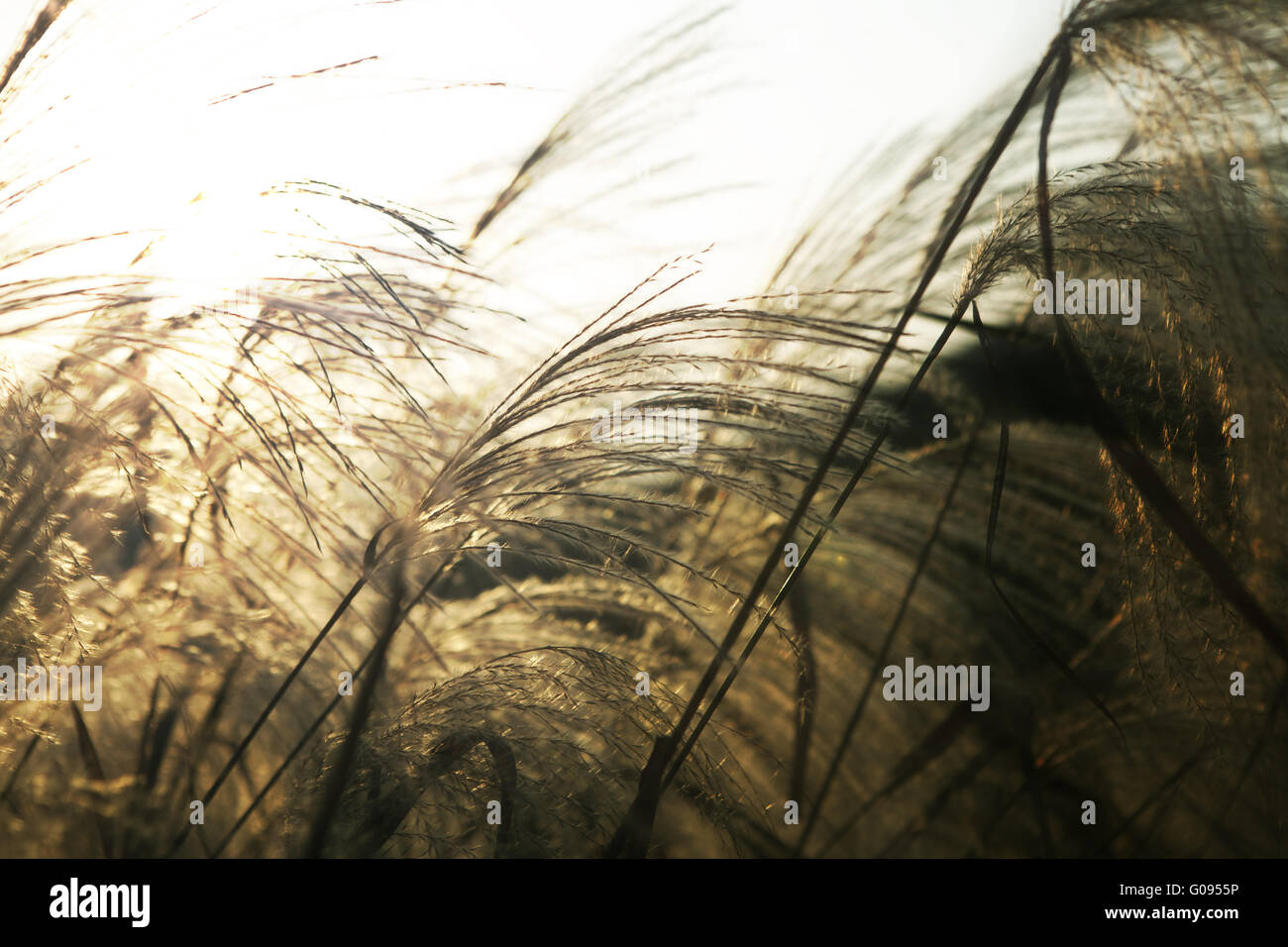 Reed field winter hi-res stock photography and images - Alamy