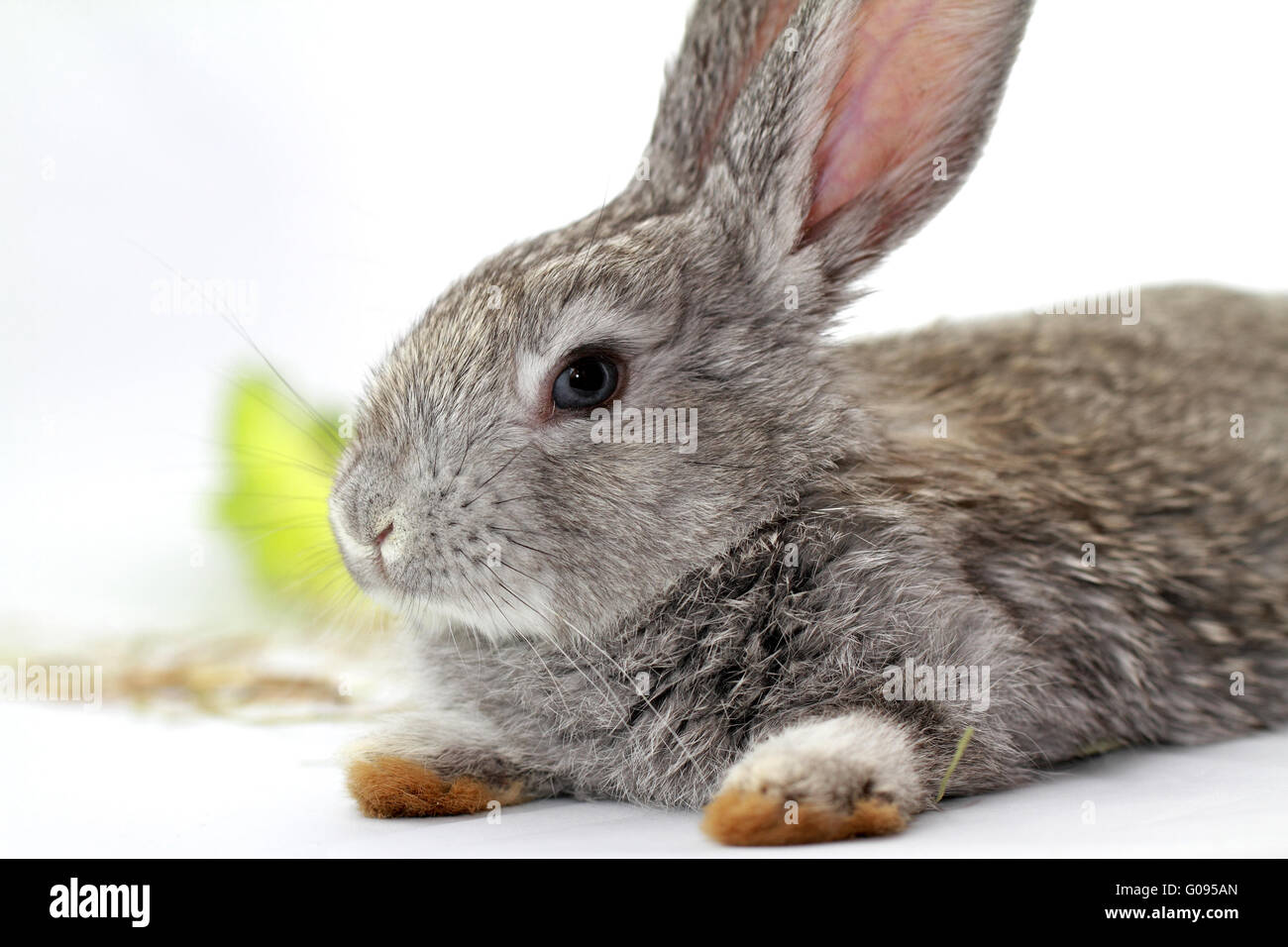 Cute gray rabbit isolated on white background Stock Photo - Alamy