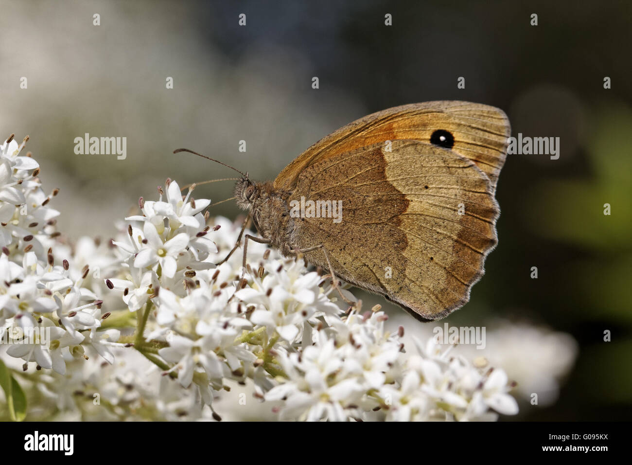 Maniola jurtina, Meadow Brown butterfly (female Stock Photo - Alamy