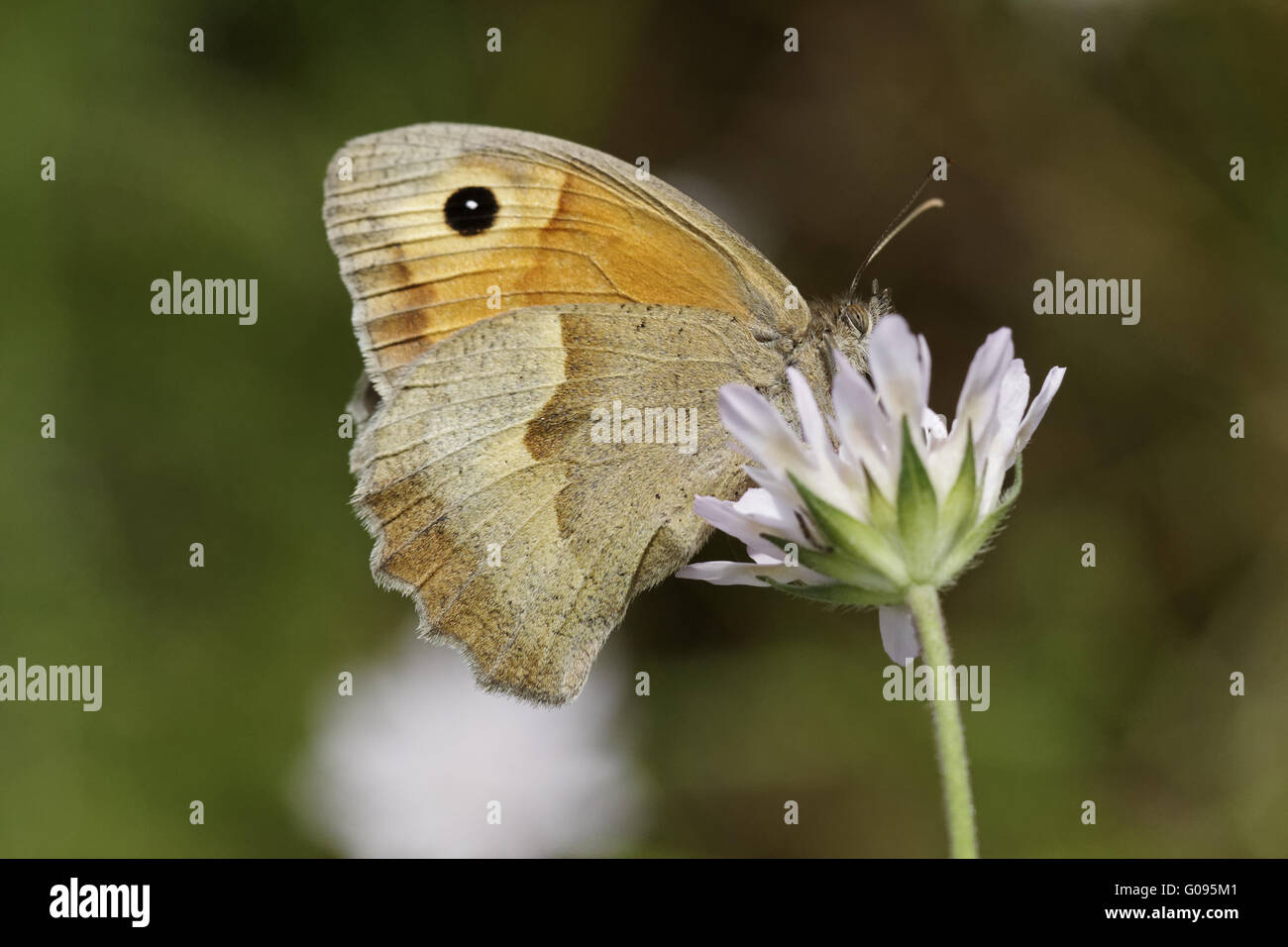 Maniola jurtina, Meadow Brown butterfly (female Stock Photo - Alamy