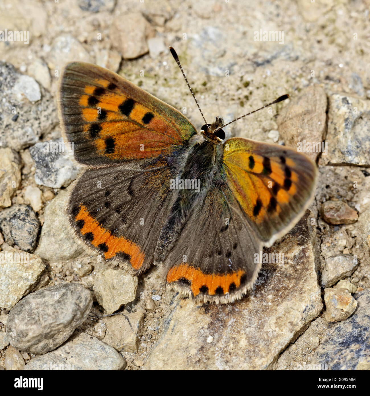 Close up photo of small insect hi-res stock photography and images - Alamy