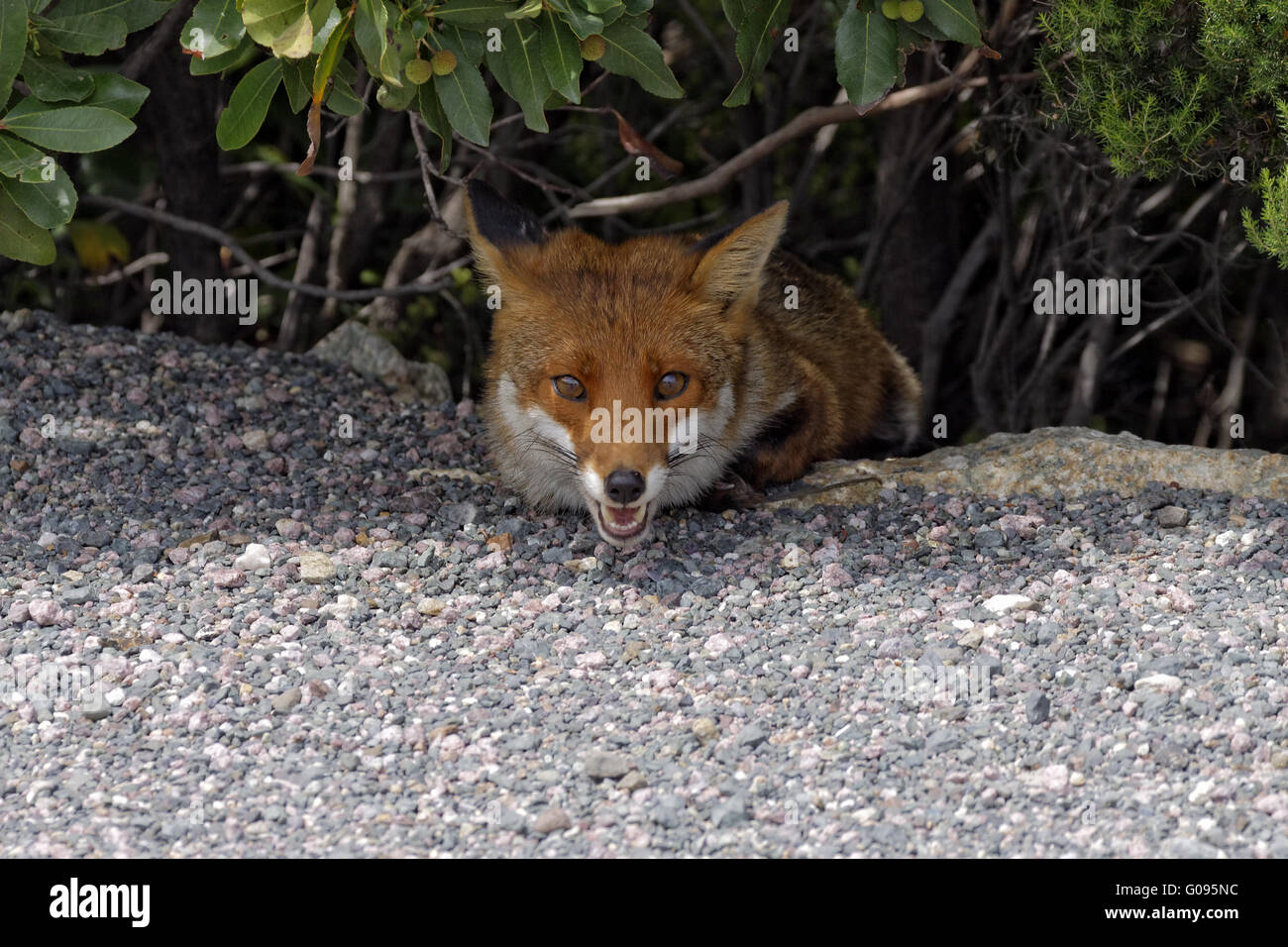 French red fox hi-res stock photography and images - Alamy