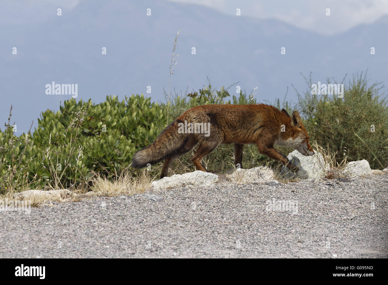 Red Fox (Vulpes vulpes) in the mountains, Corsica Stock Photo - Alamy