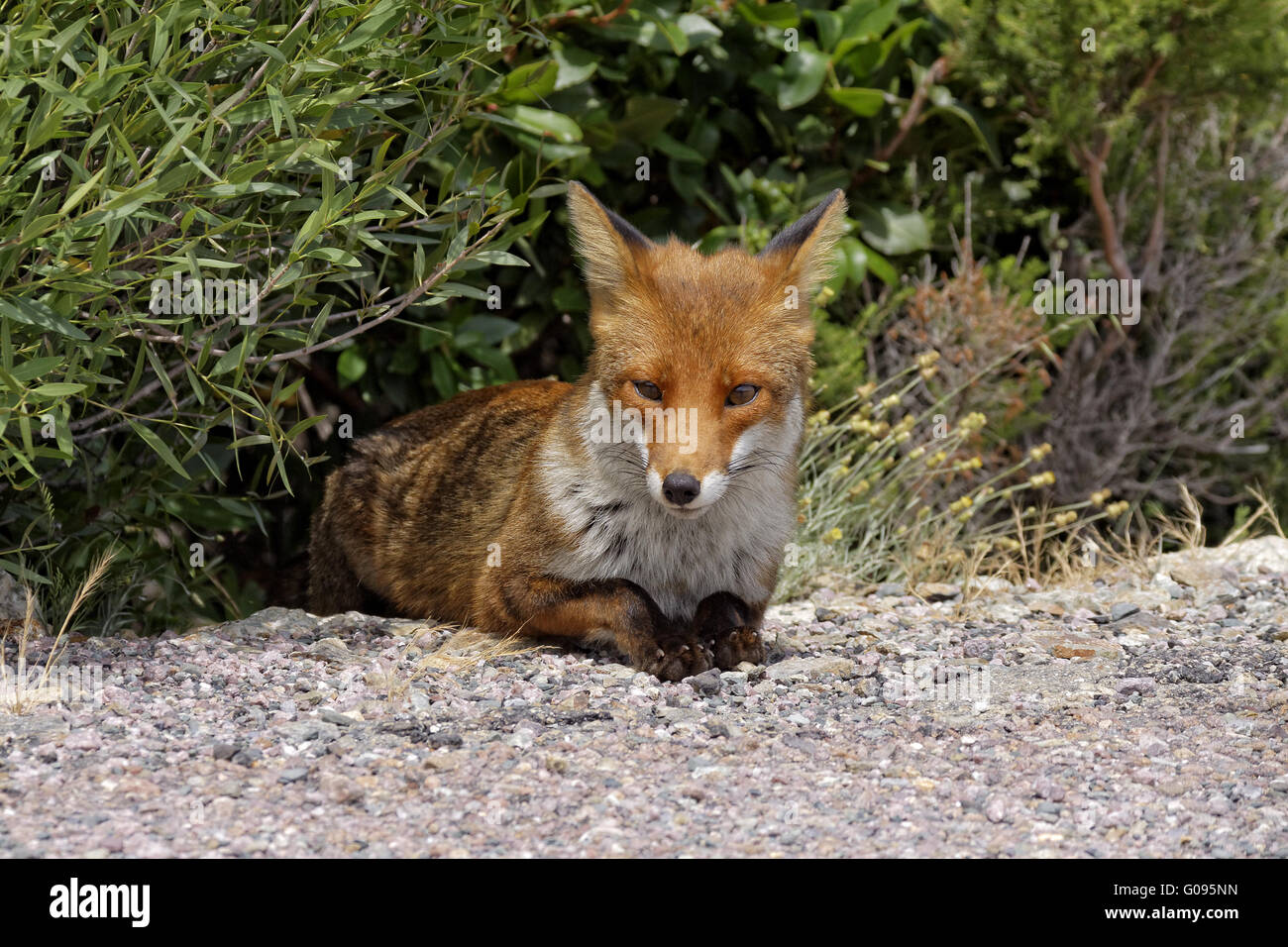 Red Fox (Vulpes vulpes) in the mountains, Corsica Stock Photo - Alamy