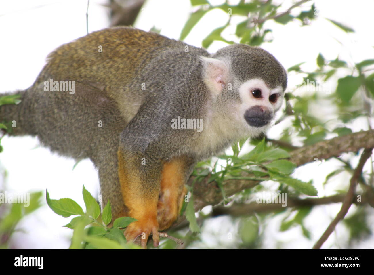 Coat monkeys hi-res stock photography and images - Alamy