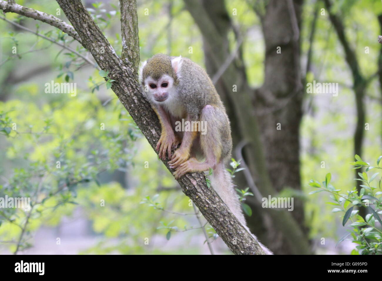 Monkey with braces hi-res stock photography and images - Alamy