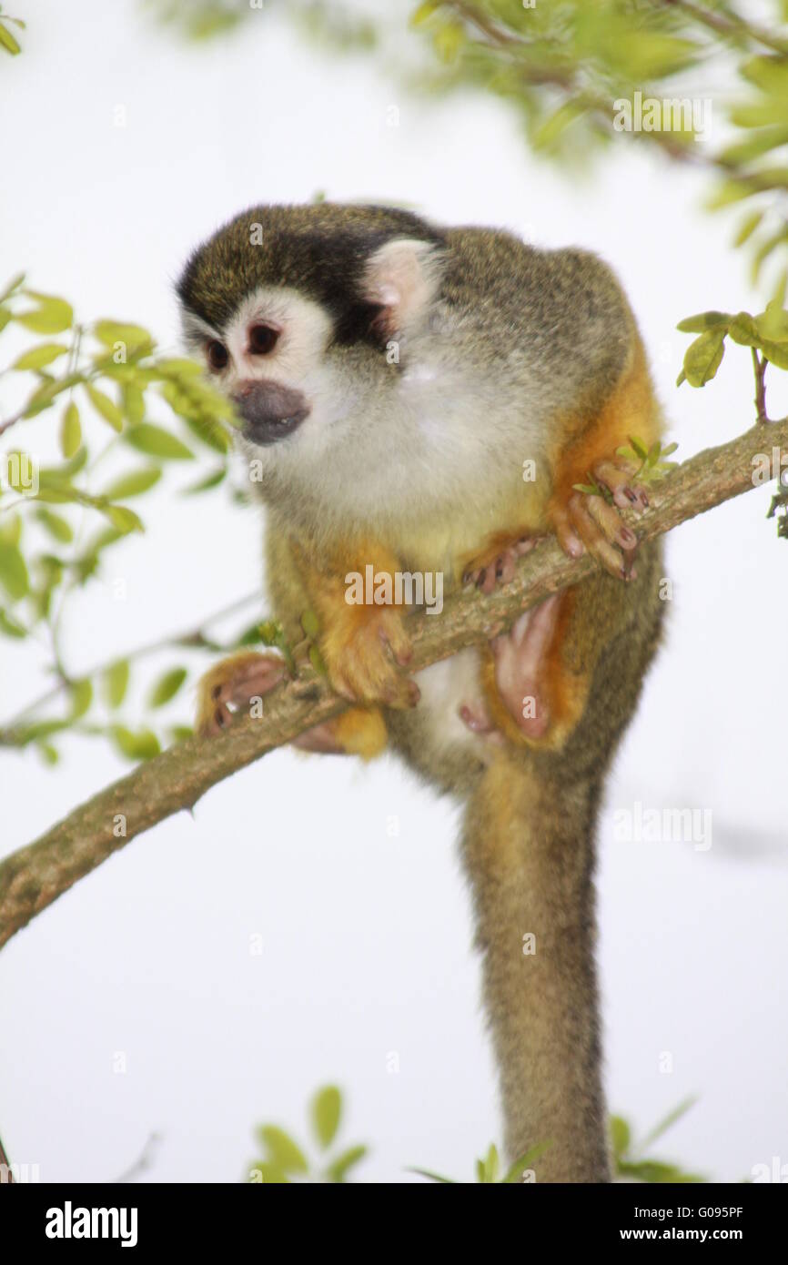Coat monkeys High Resolution Stock Photography and Images - Alamy