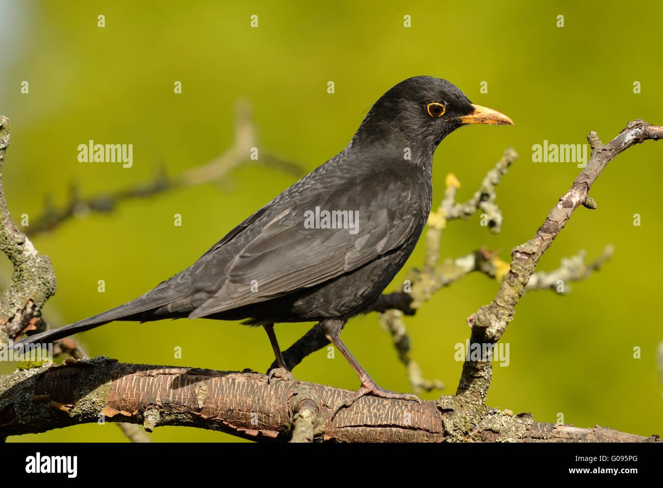 Passerinebirds passerines perching bird hi-res stock photography and ...