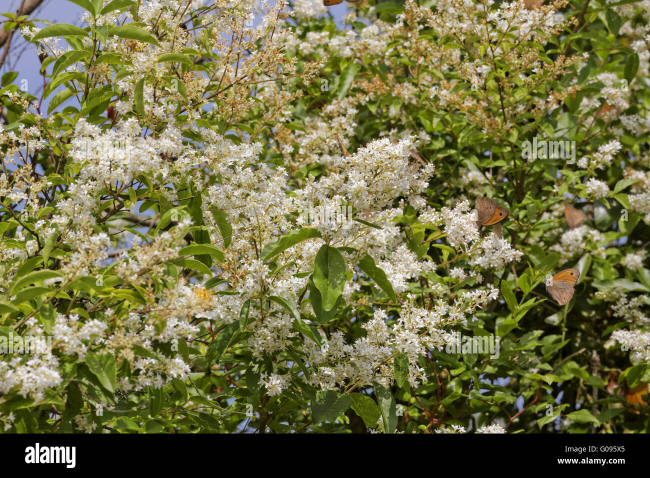 Ligustrum vulgare, Common Privet with butterflies Stock Photo - Alamy