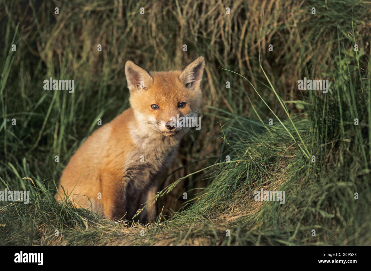 Fox´s burrow hi-res stock photography and images - Alamy