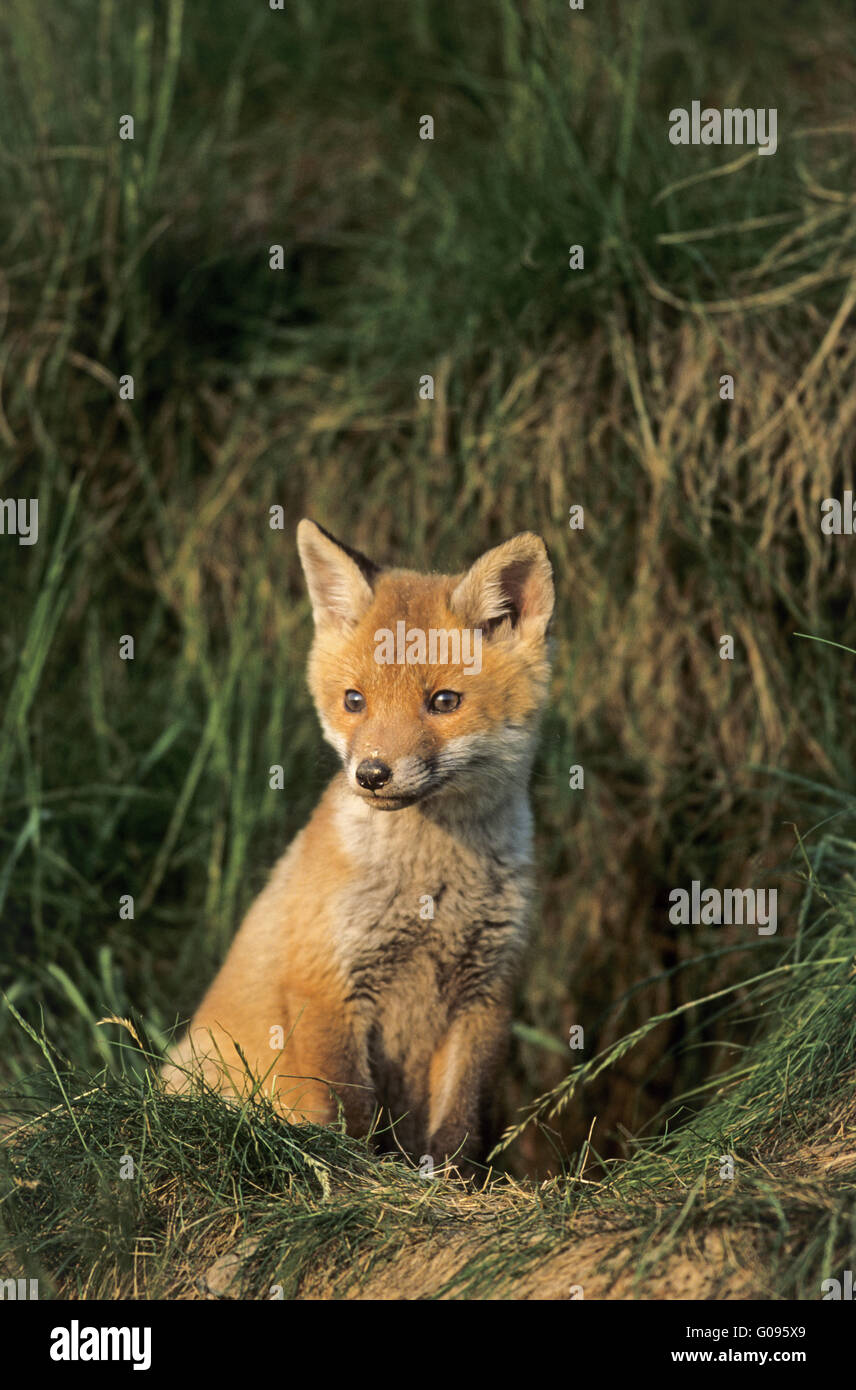 Red Fox kit sitting in front of the burrow Stock Photo - Alamy