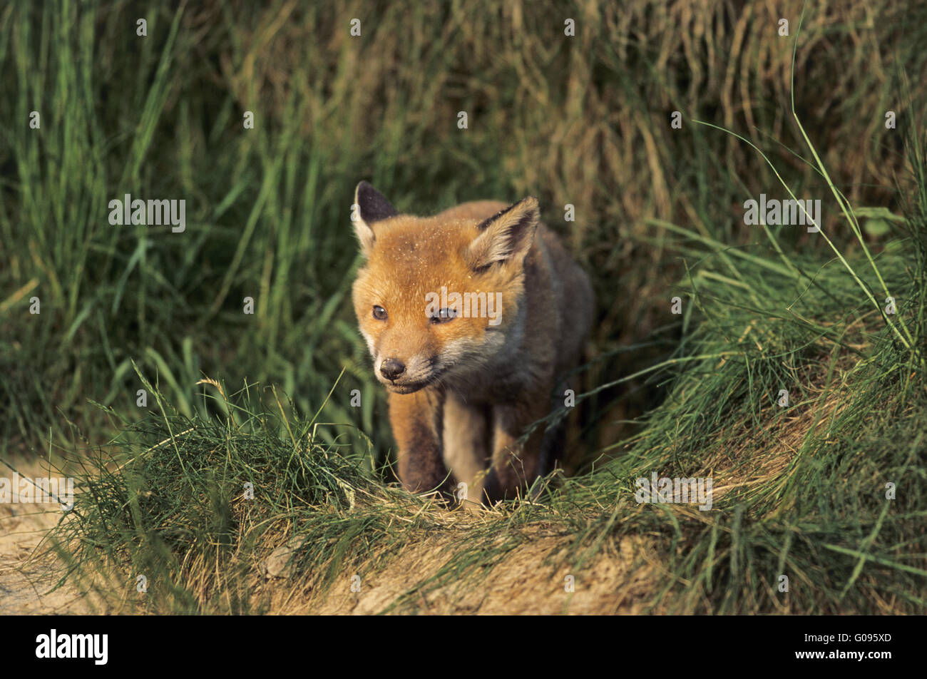 Foxs den hi-res stock photography and images - Alamy