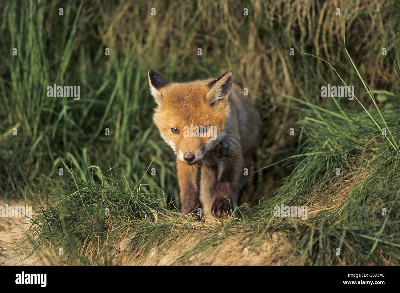 Foxs den hi-res stock photography and images - Alamy