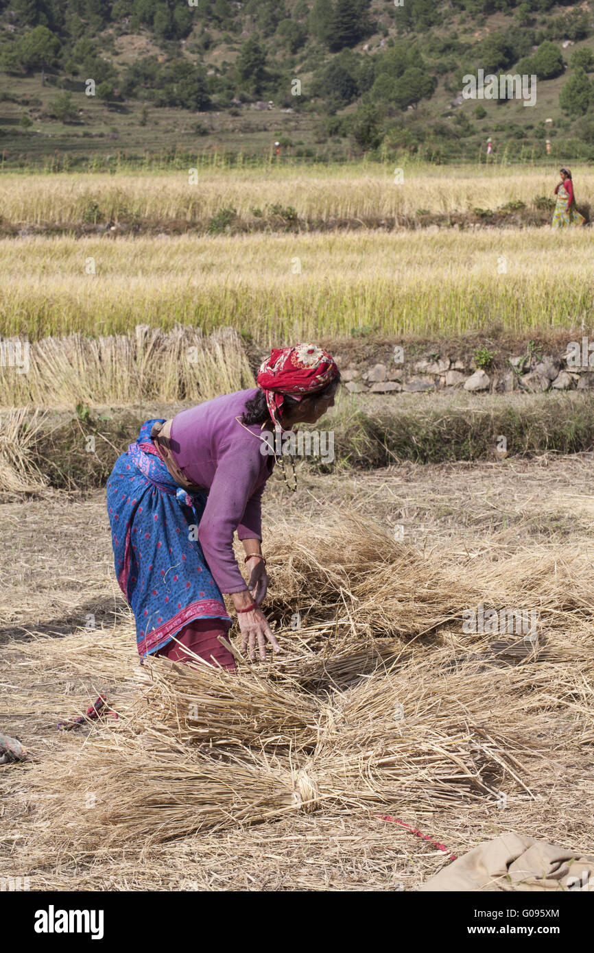 Indian rice harvest hi-res stock photography and images - Alamy