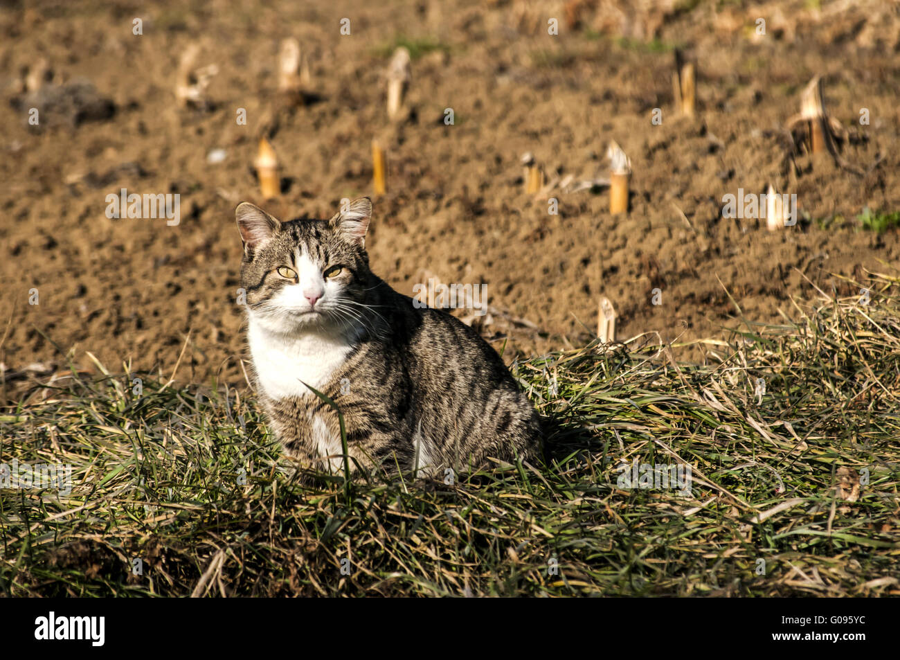 Cat in the countryside hi-res stock photography and images - Alamy