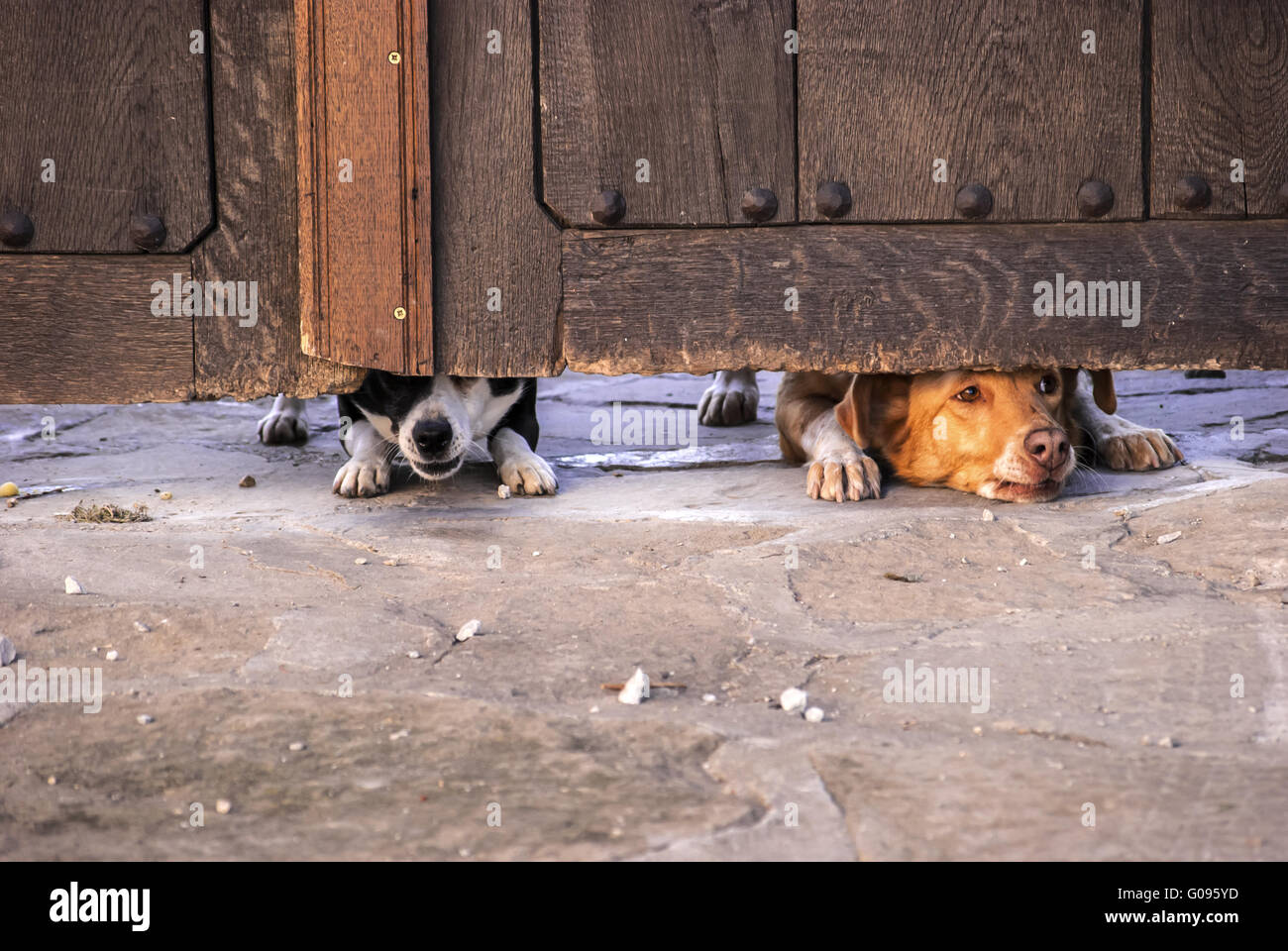 Two dogs looking under wooden garden gate Stock Photo - Alamy