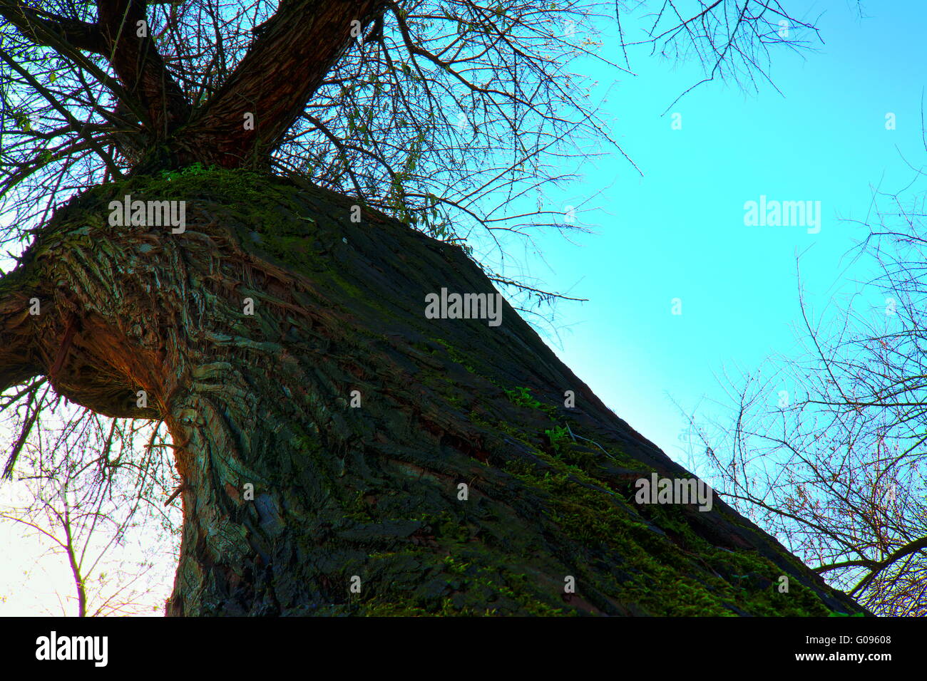The Leaning Tree in the Puszta Stock Photo - Alamy