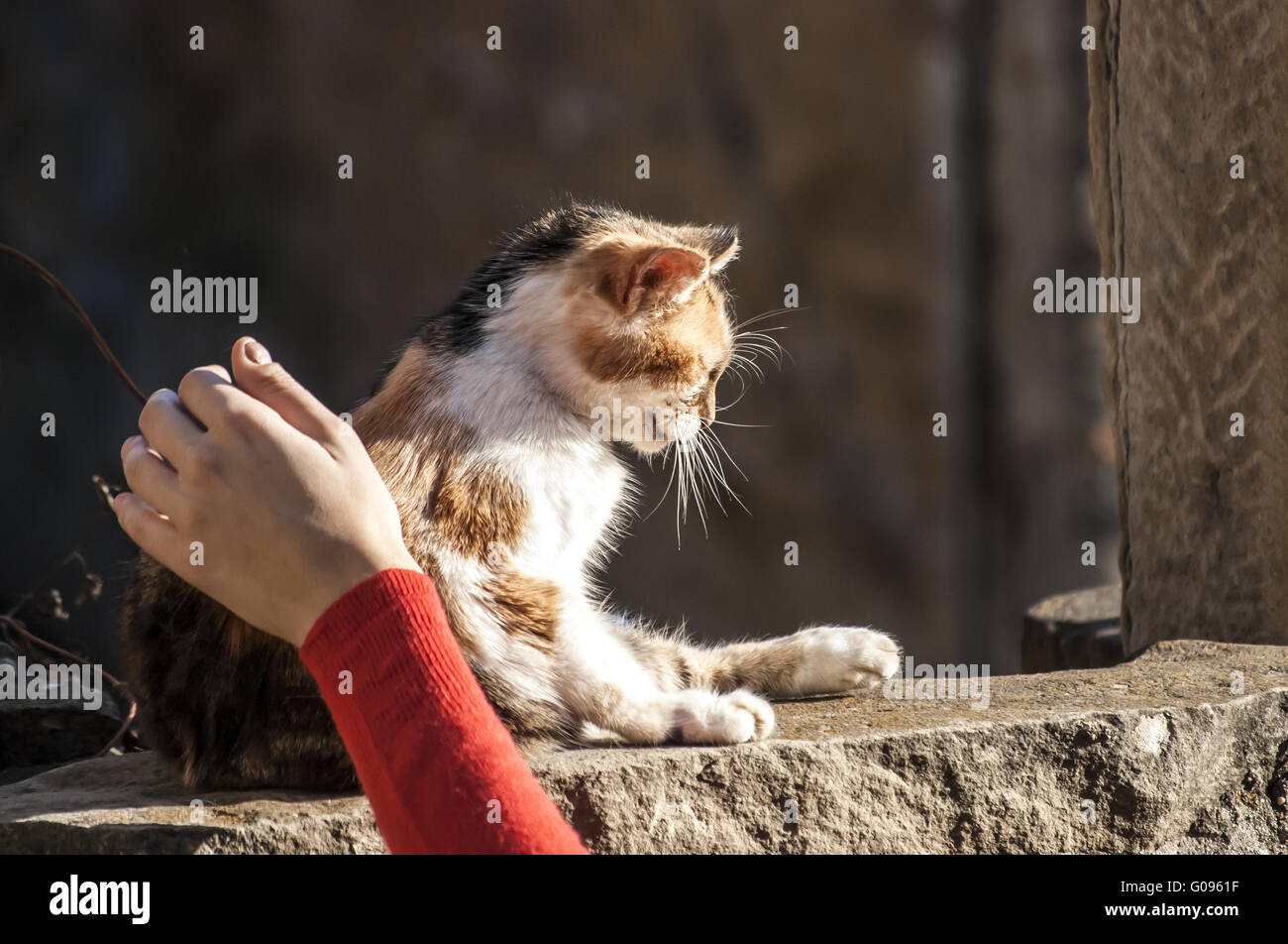 Female hand caressing young colored kitten in sunn Stock Photo - Alamy