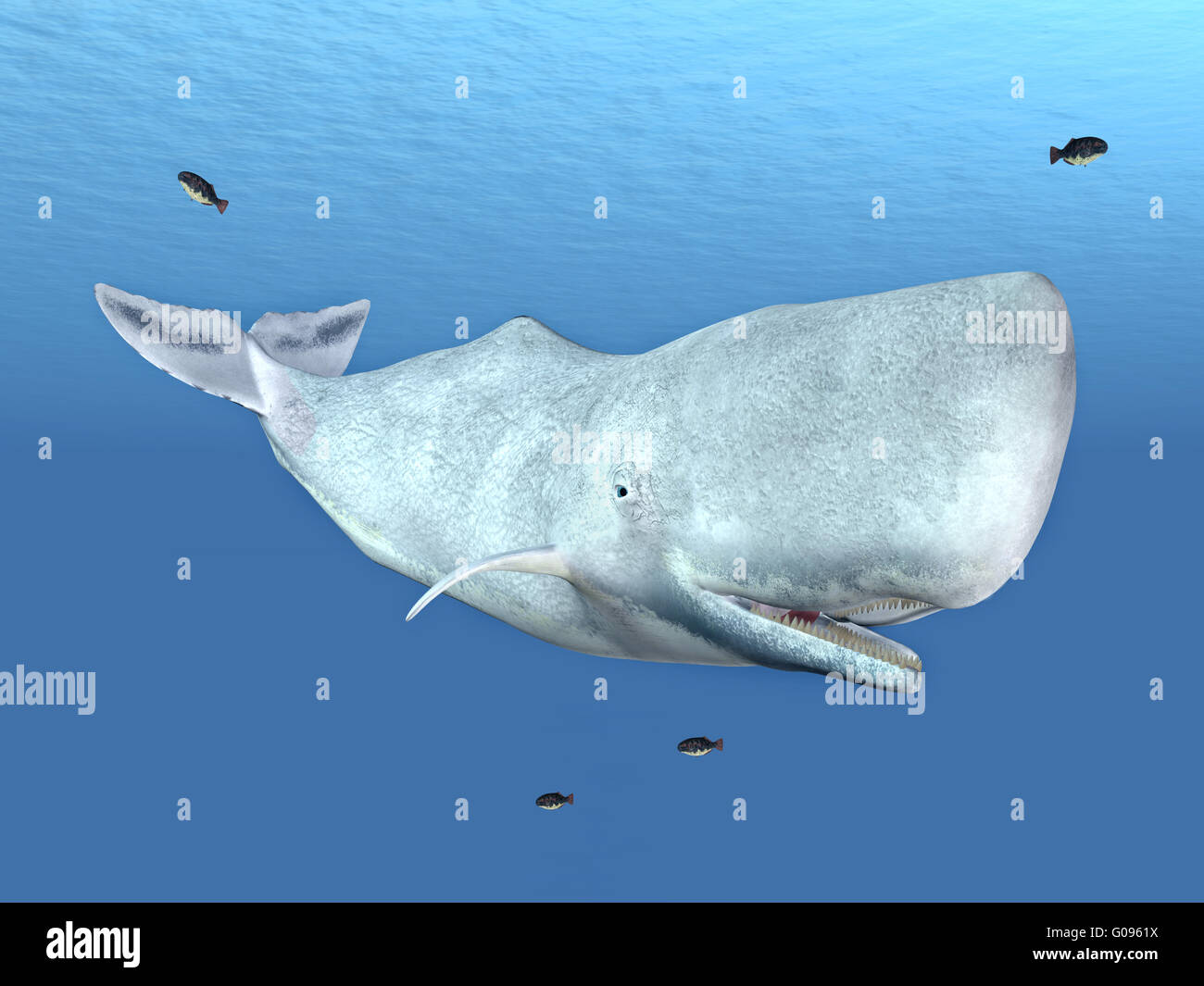 Walfische hi-res stock photography and images - Alamy