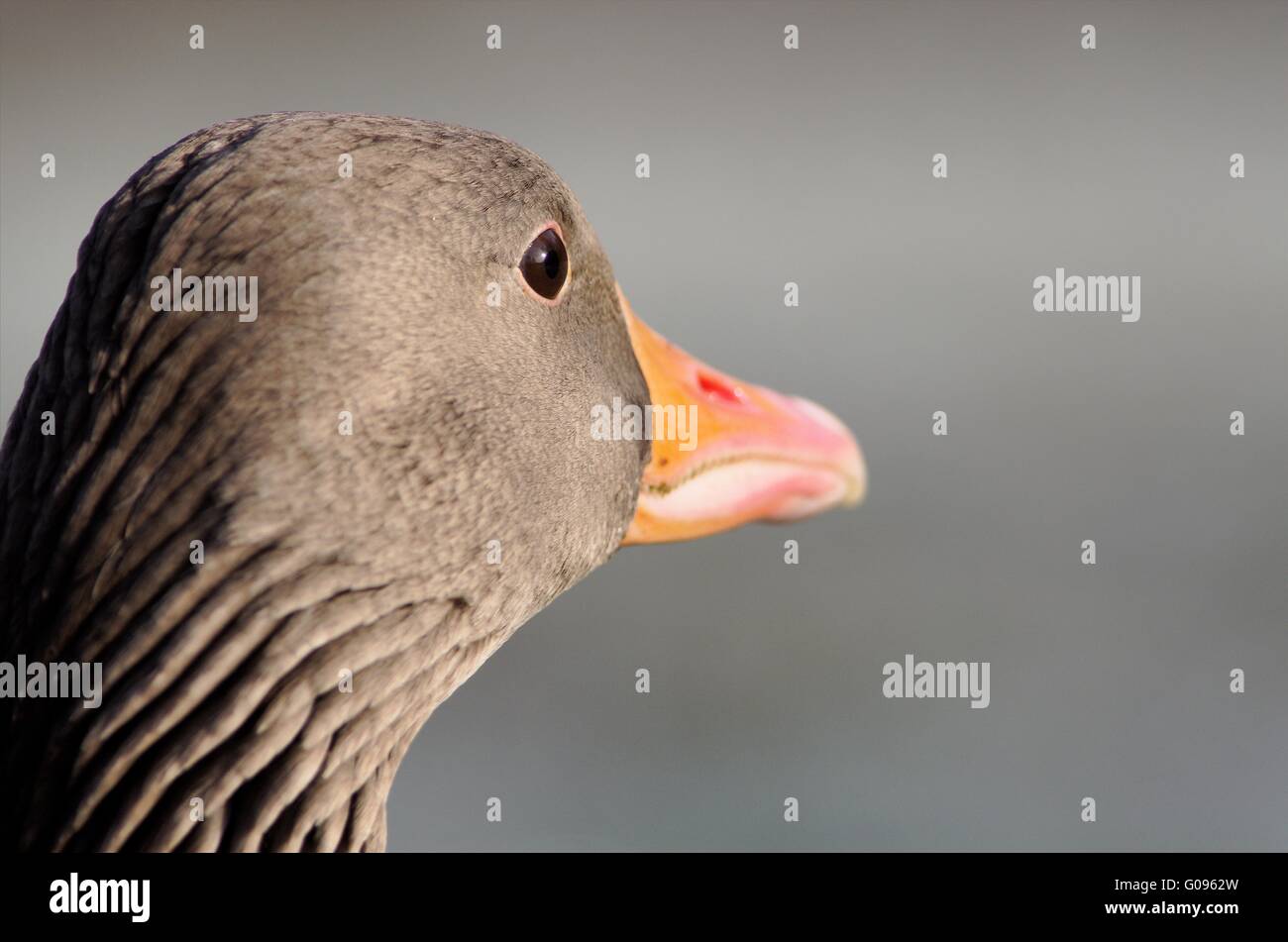 Goose look beak eye hi-res stock photography and images - Alamy