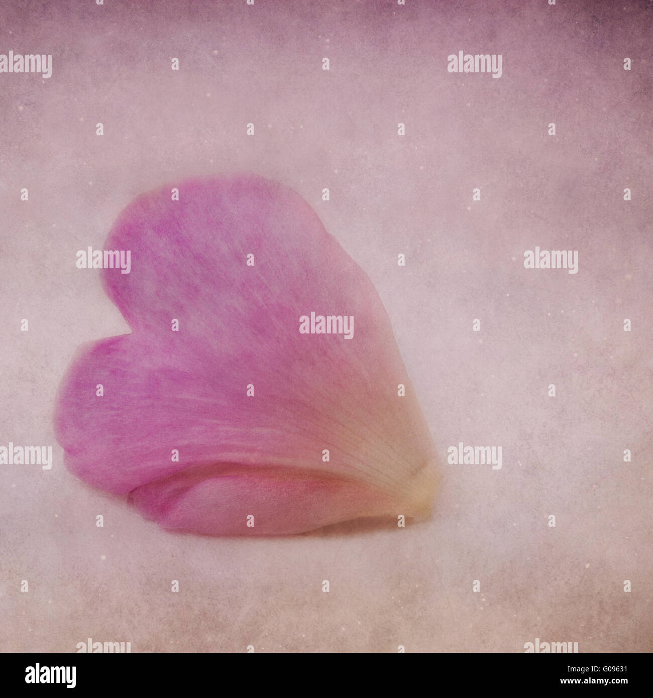 Harmony rose hi-res stock photography and images - Alamy