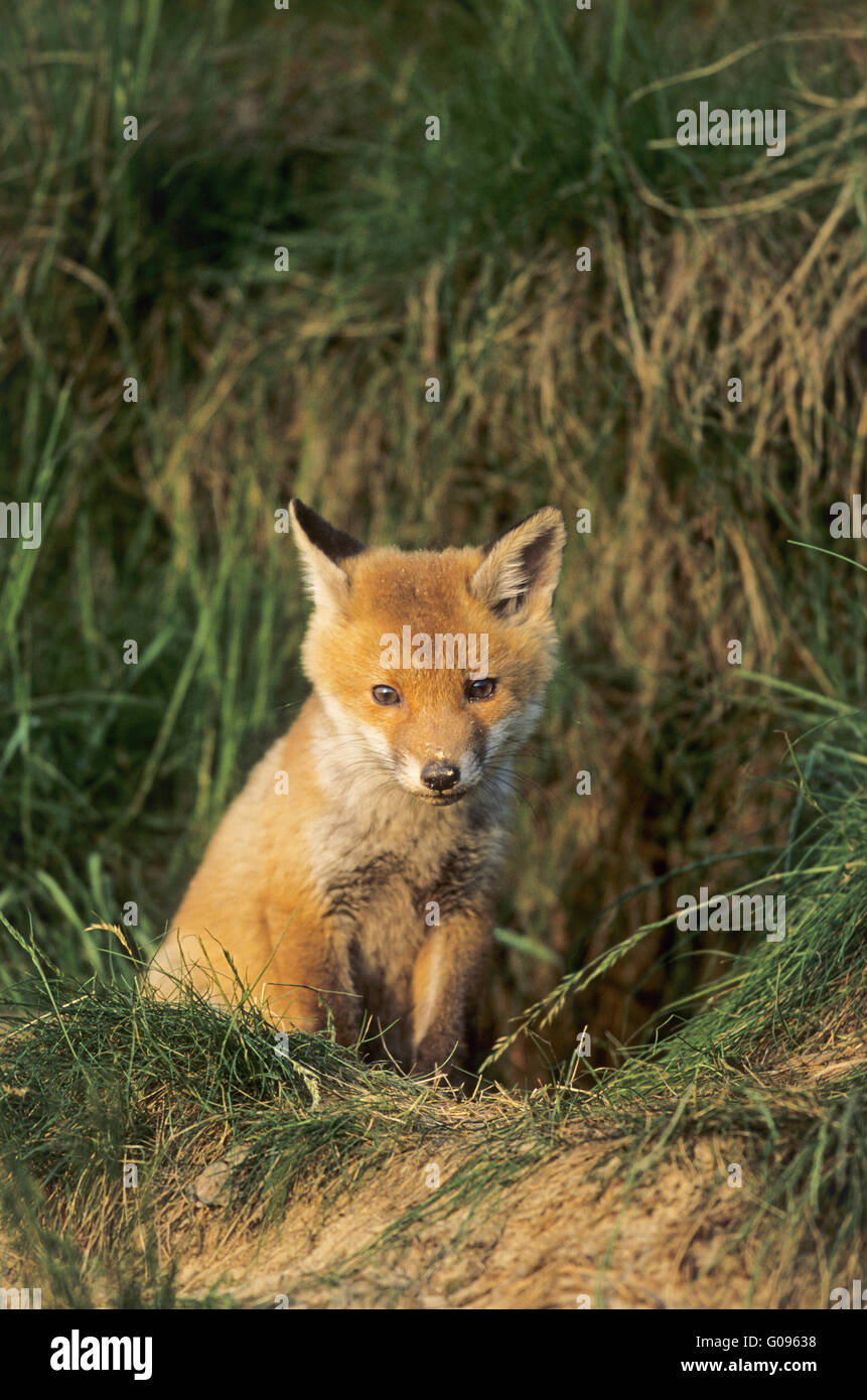 Foxs burrow hi-res stock photography and images - Alamy