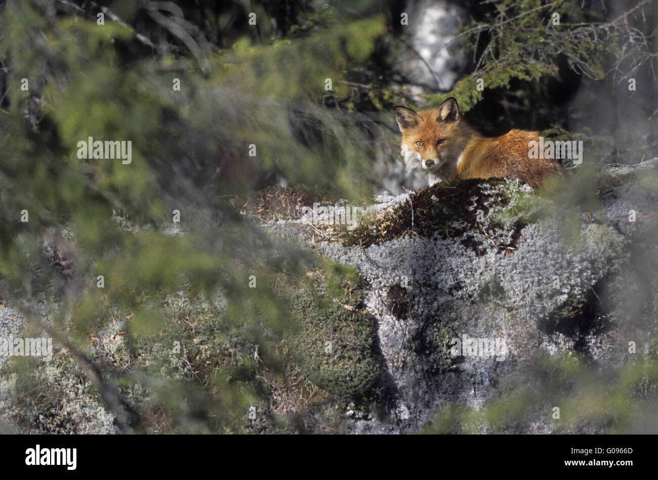Red Fox relaxing on a rock and enjoying the sun Stock Photo - Alamy